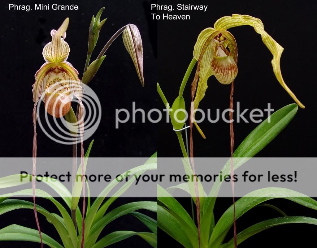 New Phrag Hybrids | Slippertalk Orchid Forum