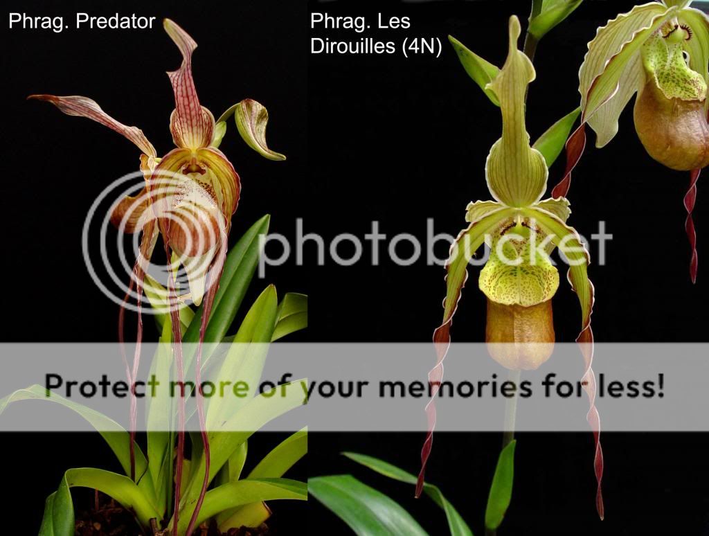 New Phrag Hybrids | Slippertalk Orchid Forum