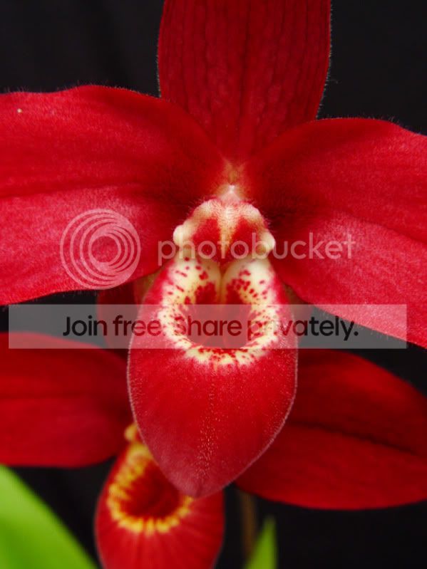 Phrag. Jason Fischer 'Red Hawk' | Slippertalk Orchid Forum