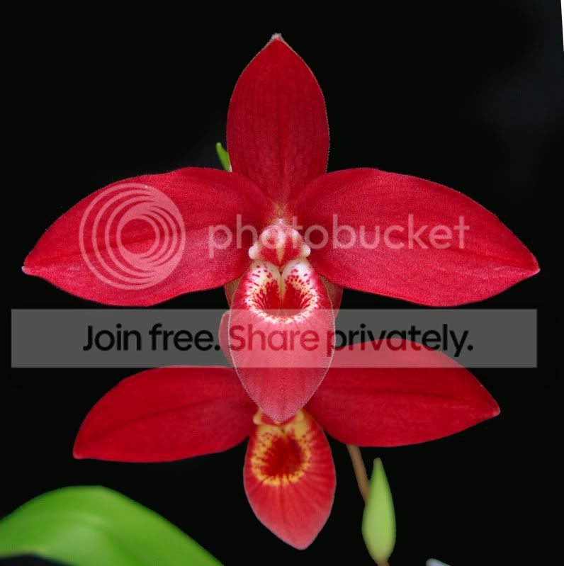 Phrag. Jason Fischer 'Red Hawk' | Slippertalk Orchid Forum