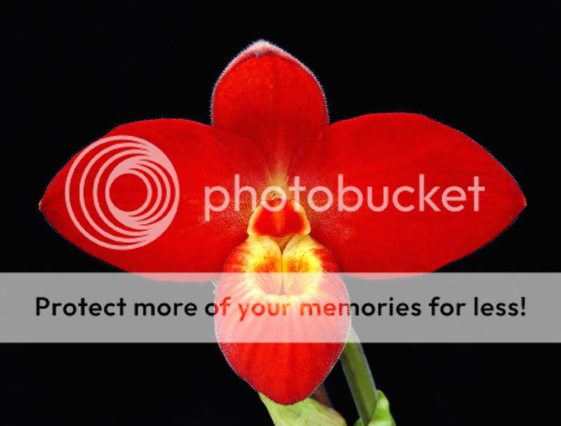 Phrag. Jason Fischer 'Red Hawk' | Slippertalk Orchid Forum