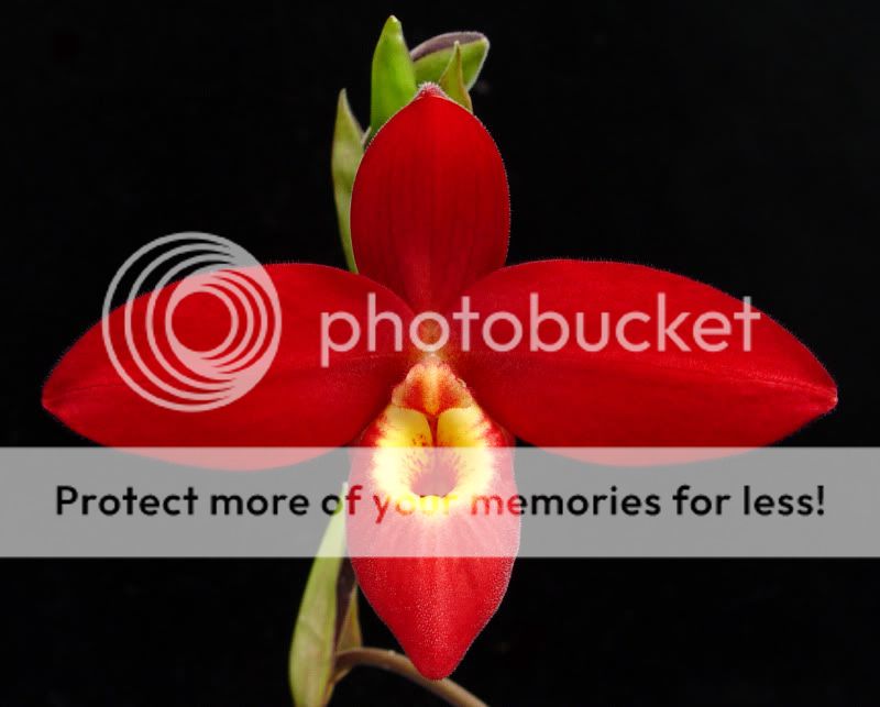 Phrag. Jason Fischer 'Red Hawk' | Slippertalk Orchid Forum