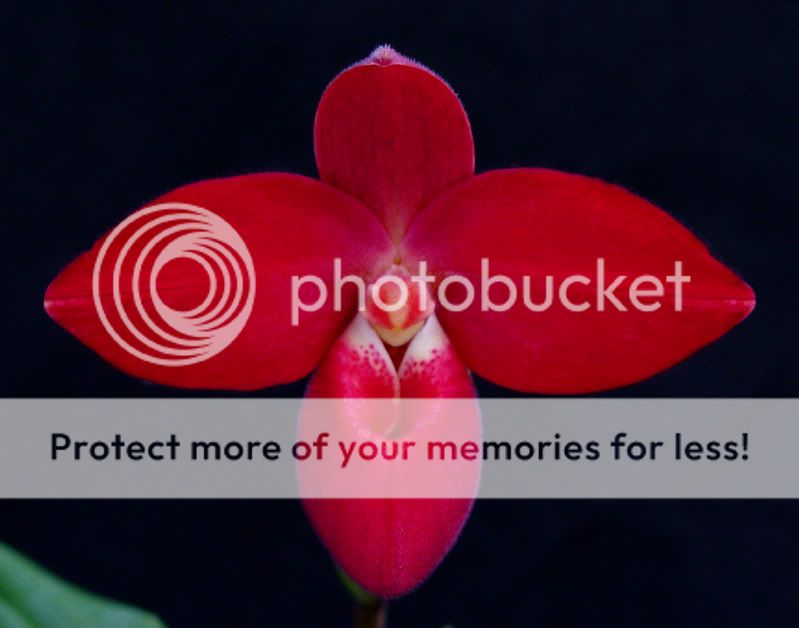 Phrag. Jason Fischer 'Red Hawk' | Slippertalk Orchid Forum