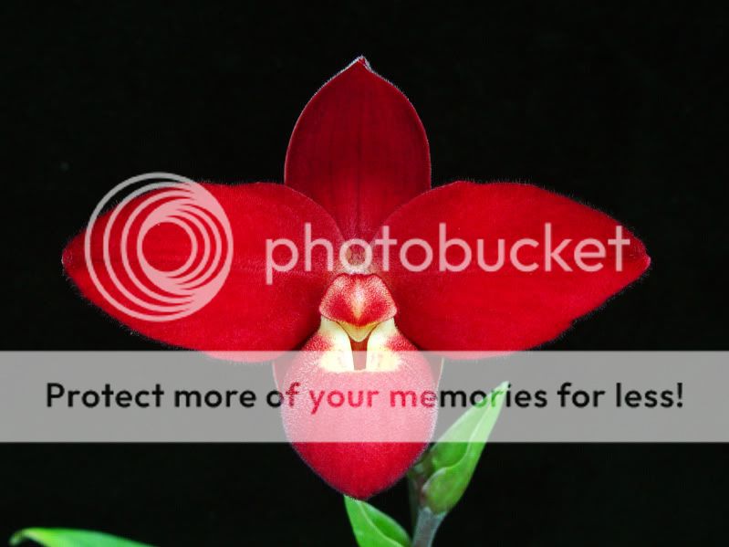 Phrag. Jason Fischer 'Red Hawk' | Slippertalk Orchid Forum