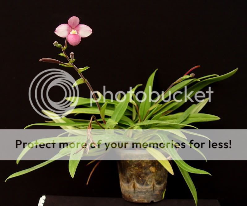 Phrag. fischeri 'Pink Sorbet' | Slippertalk Orchid Forum