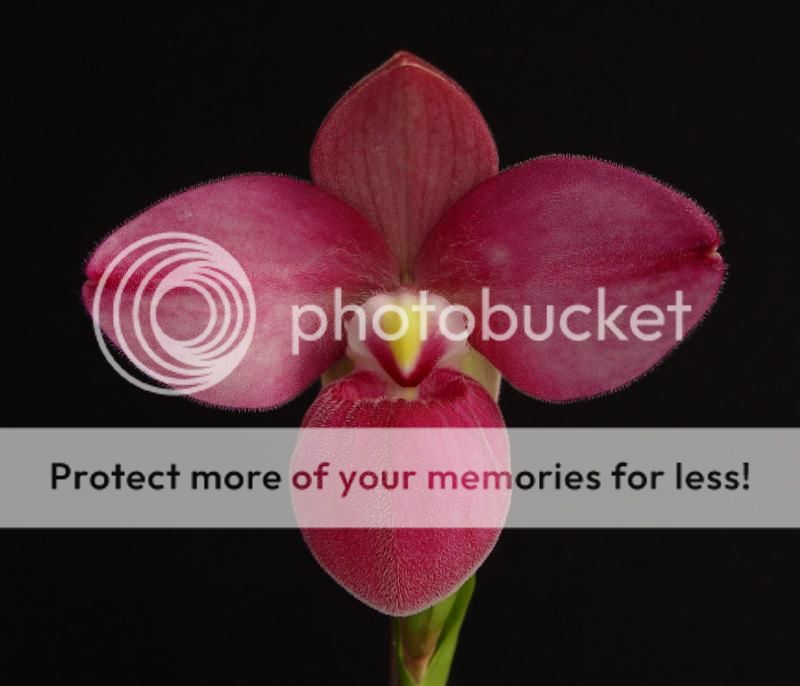 Phrag. (fischeri x Eumelia Arias) | Slippertalk Orchid Forum