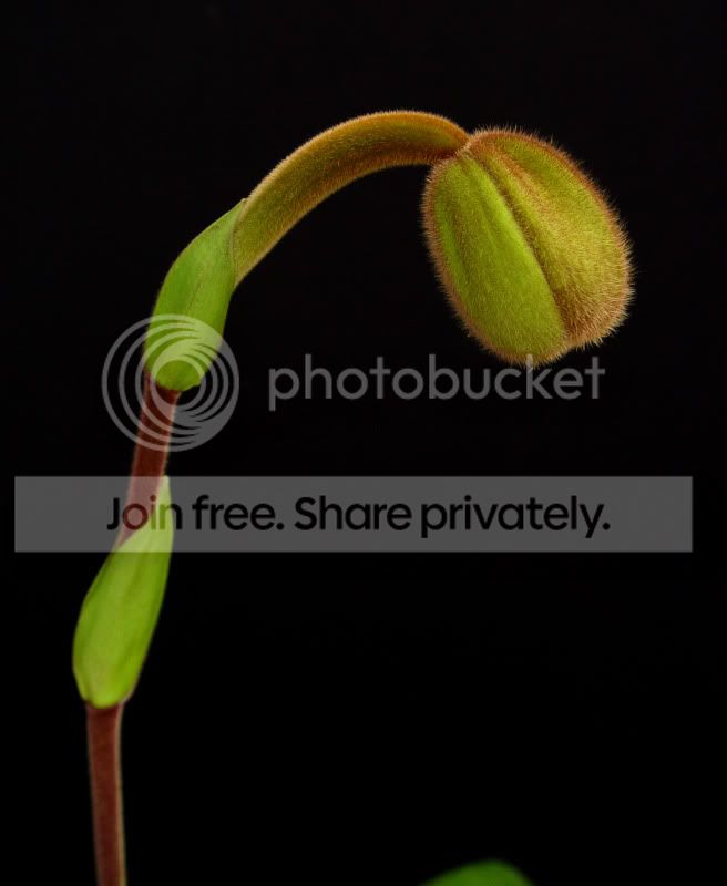 Phragmipedium kovachii | Slippertalk Orchid Forum