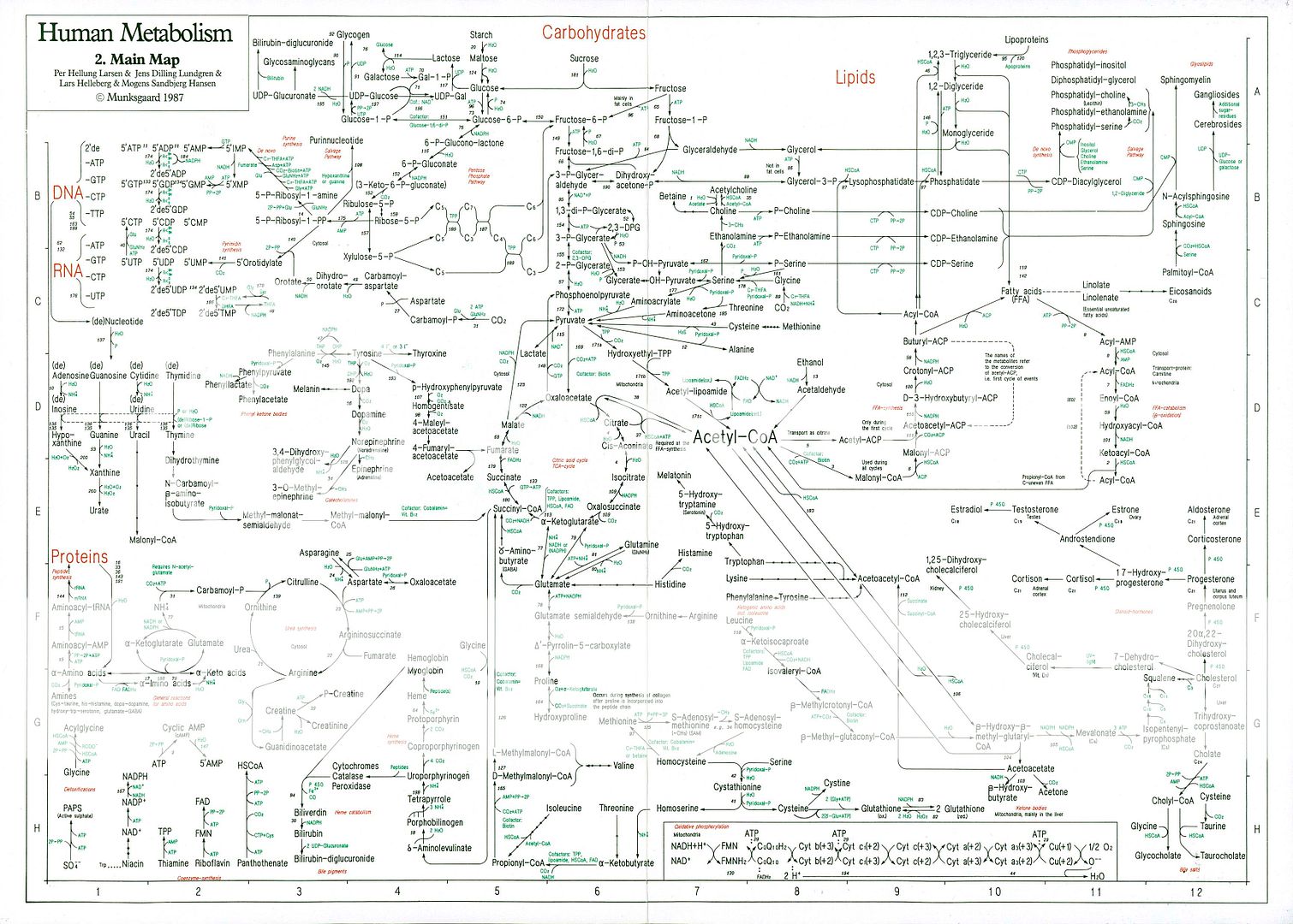 Metabolic Pathways - from Roche Applied Science Biochemical Pathways ...