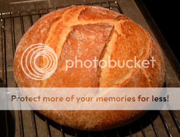 New bread recipe trial ~ PAGNOTTA ~ a biga based round Italian loaf ...