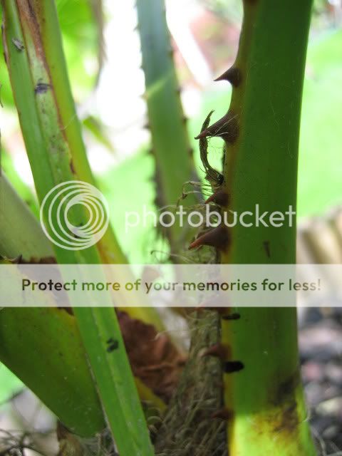 livistona nitida - DISCUSSING PALM TREES WORLDWIDE - PalmTalk