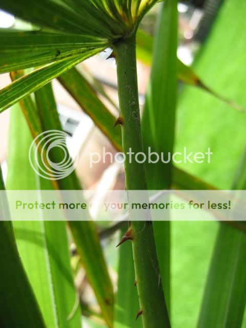 livistona nitida - DISCUSSING PALM TREES WORLDWIDE - PalmTalk