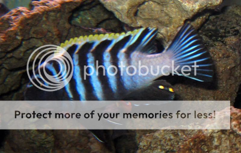 Show Us The Different Species of African Rift Lake Cichlids.. | Page 12 ...