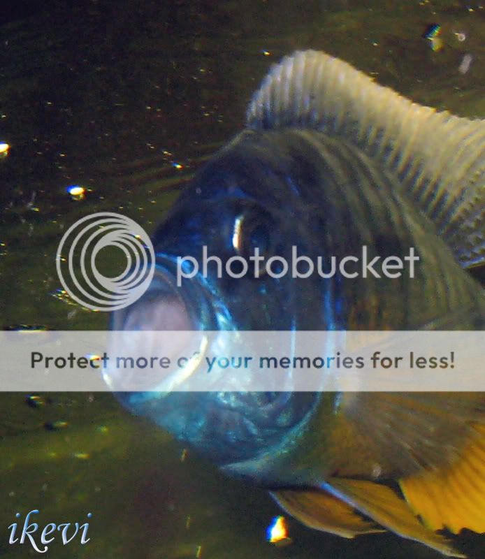 Show Us The Different Species of African Rift Lake Cichlids ...